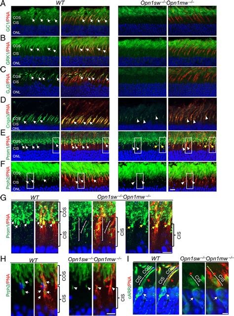 Localization Of Outer Segment Membrane Proteins In Wt And Opn1sw À À Download Scientific