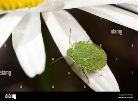 Green Shield Bug Palomena Prasina Juvenile On Marguerite
