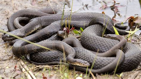 Florida Officials Cordon Off Park For Annual Snake Orgy Live Science