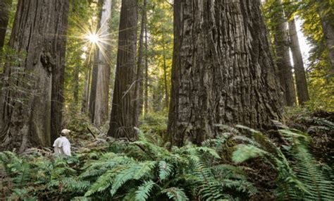 Trees Are Getting Bigger In Response To Climate Change Stud