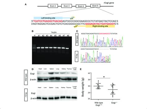 Generation Of Eogt1 Knockout Rats By Talen Mediated Gene Targeting
