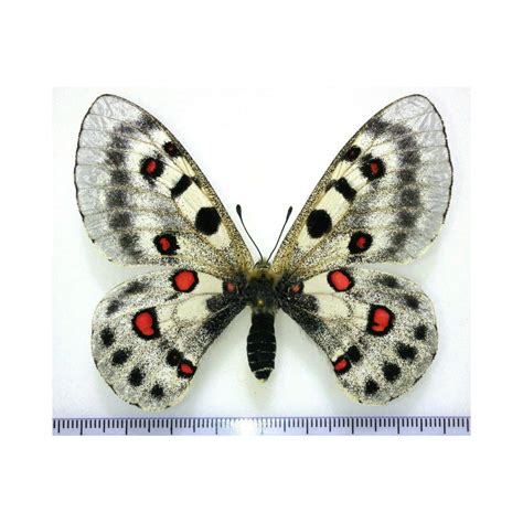 Lepidoptera Parnassius Hybrid A1 Female — Insectplace