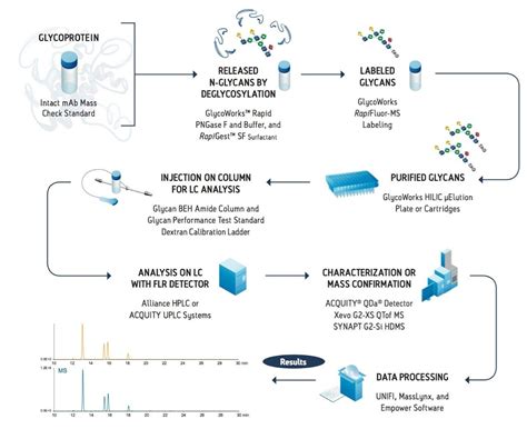 Rapid Preparation Of Released N Glycans For Hilic Analysis Using A