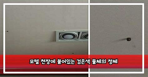 모텔 천장에 붙어있는 검은색 물체의 정체 Fun