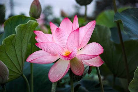 Picture Pink Color Flowers Lotus Flower Closeup