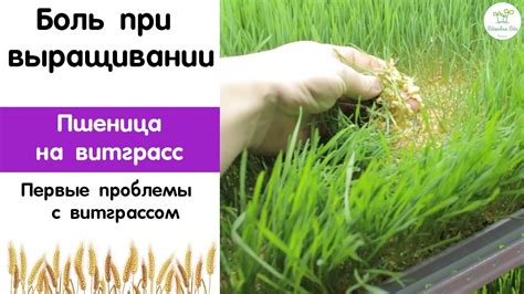 Первые ошибки и боль при выращивании витграсс на гидропонике - YouTube