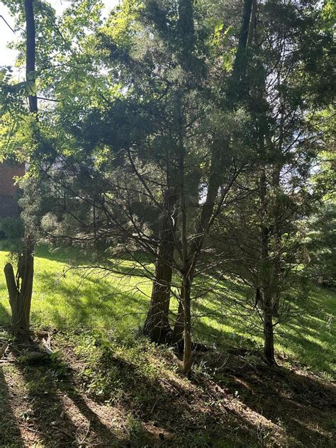 Cedar Tree Dying In The Ask A Question Forum