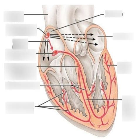 Sinoatrial Node Diagram Quizlet