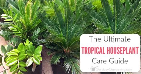 Indoor Tropical Plant Care And Complete Growing Guide Get Busy Gardening