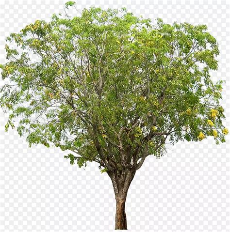 木本植物 罗望子PNG图片素材下载 图片编号731520 PNG素材网