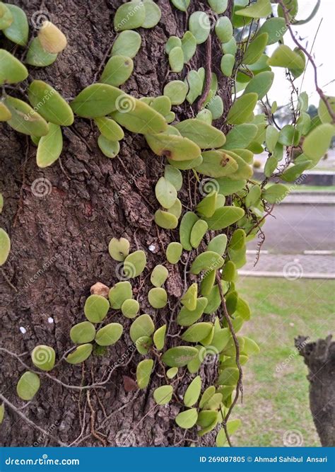 Green Parasite Plants That Creep On Tree Trunks Take Over Life Stock