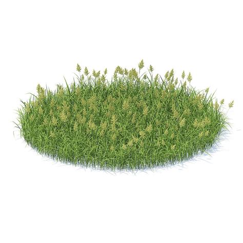 Flowering Grass 3d Model Download Grass On