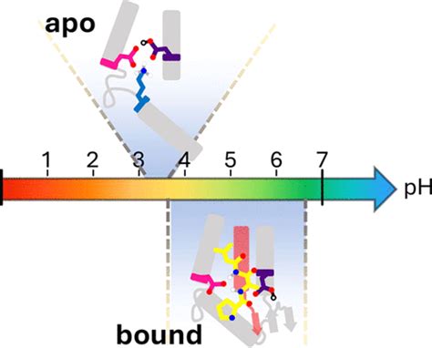 Elucidating the Protonation State of the γ Secretase Catalytic Dyad ACS Chemical Neuroscience
