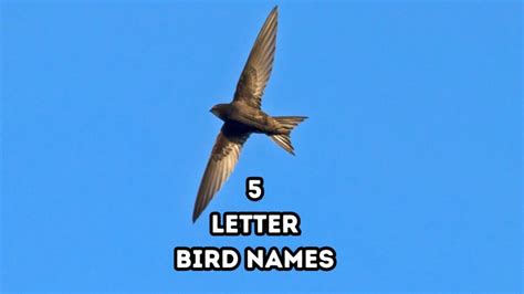 Five Letter Bird Names