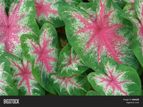 Pink Veins Image And Photo Bigstock
