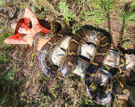 Sundial This Python Huntress Loves The Snakes She Has To Kill Wlrn