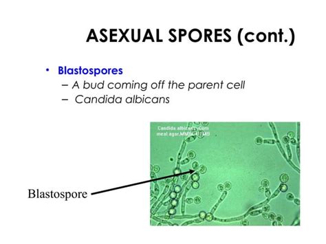 Fungal Spore 1 Ppt