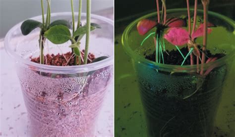 LED荧光蛋白激发光源 析浦上海科学仪器有限公司