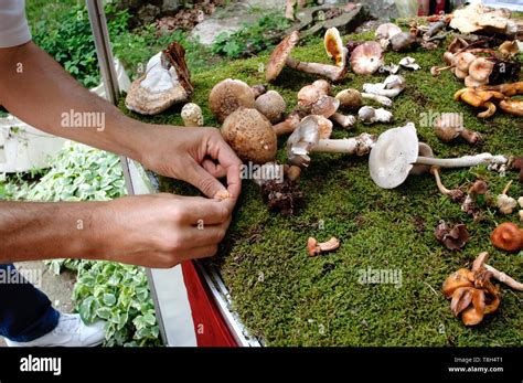 Hands Of A Man Placing Mushrooms On Improvised Grass On Exhibition Of