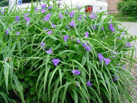 Купить Традесканцию "Билбэри айс" (Tradescantia) в Липецке недорого