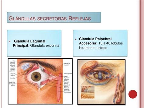 Glandula Lagrimal