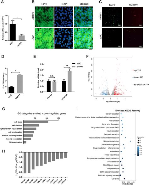 Rna Seq Reveals The Involvement Of Nmd In The Proliferation Process Of