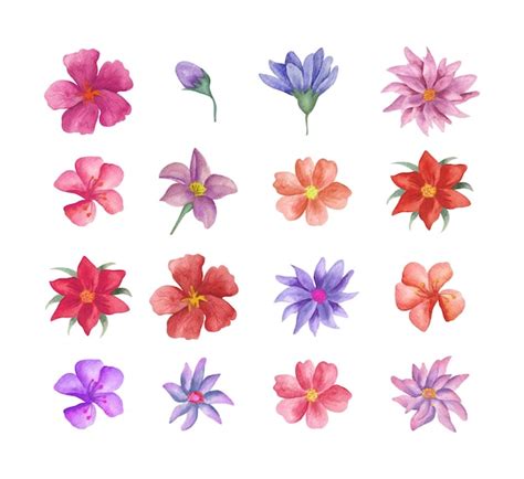 Conjunto de colección de flores de acuarela Vector Premium