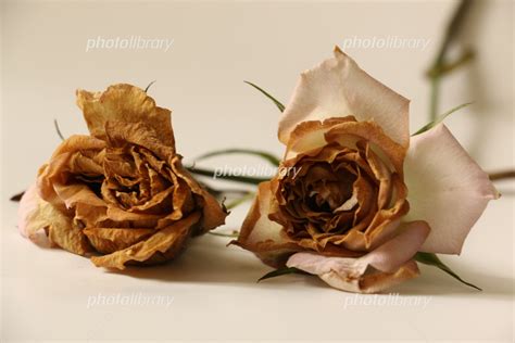 Photolibrary