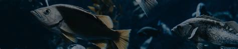 Traceability Bali Sutainable Seafood