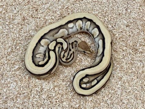 Cryptic Desert Ghost Genetic Stripe Ball Python By Fireball Reptiles Ball Python Reptiles