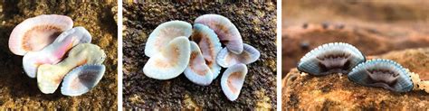 Colorful Chiton Shells Beachcombing Magazine