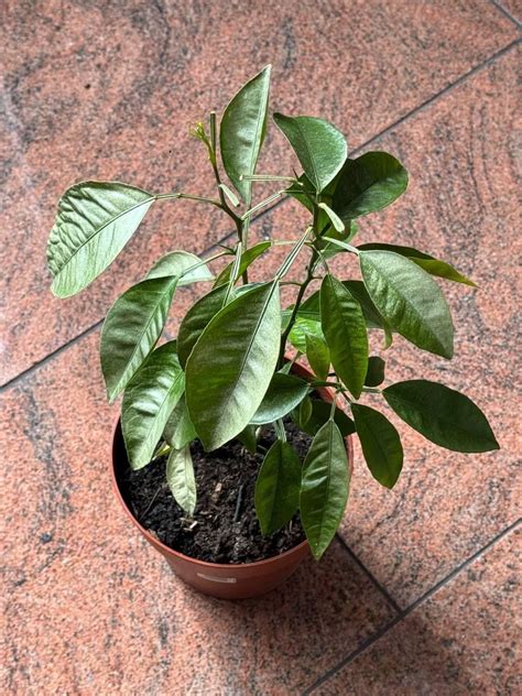Whats Wrong With My Kumquat Tree Rplantclinic