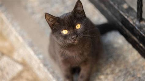 Kediler Neden Pisi Pisi Dediğimizde Gelir