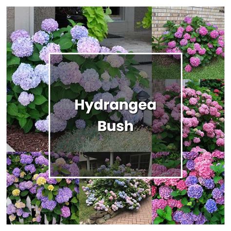 How To Grow Hydrangea Bush Plant Care And Tips Norwichgardener