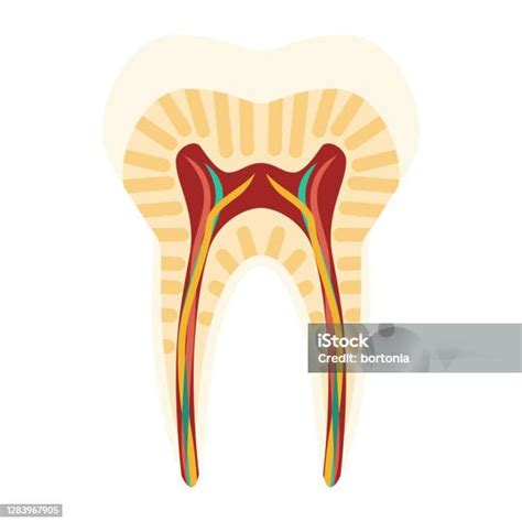 透明背景上的牙齒圖示向量圖形及更多根圖片 根 牙齒 牙齒保健 Istock