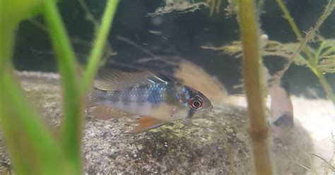 Can Someone Help Identify This Blue Ram Is He An Electric Or German