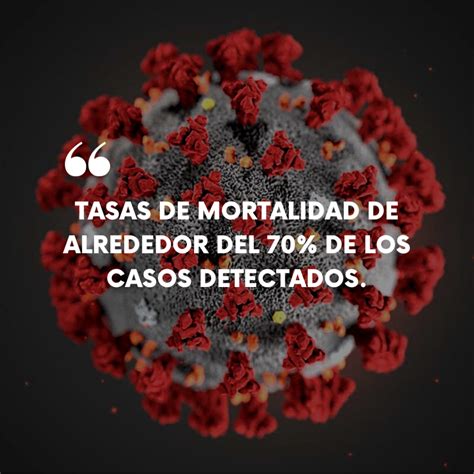 Qué es el virus Nipah y por qué esta siendo tendencia en los últimos días Mayfield México