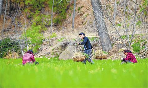 耕锄趁春晴 大河网