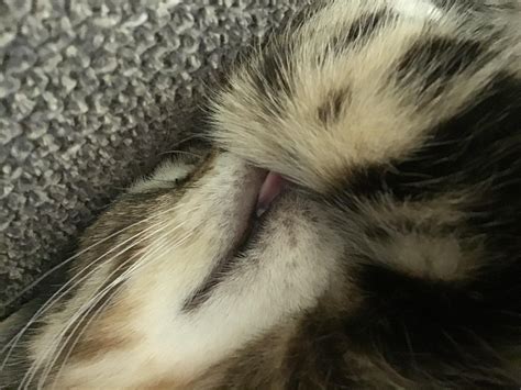 My Cat Is Weird R Eyebleach