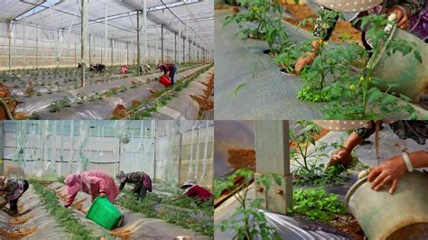 大棚种植圣女果种植除草1920x1080高清视频素材下载编号27190360实拍视频光厂vj师网