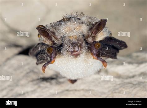 Greater Mouse Eared Bat Myotis Myotis Hibernating Covered With Dew