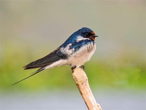 Swallow Wildlife Feathers Free Photo On Pixabay Pixabay