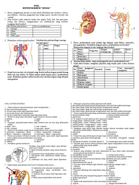 Lks Ginjal Dan Soal Soal Pdf
