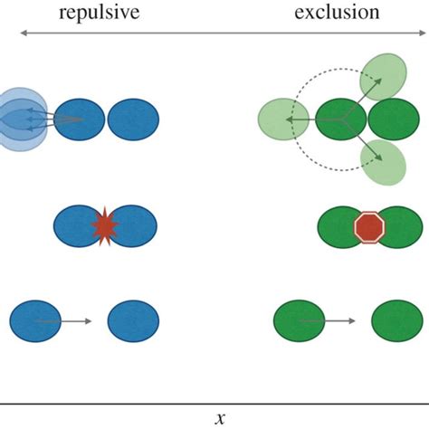 Schematic Of The Spectrum Of Cellcell Interactions From Repulsive