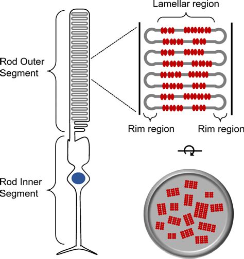 Rod Photoreceptor Cell Rod Photoreceptor Cells Are Compartmentalized Download Scientific