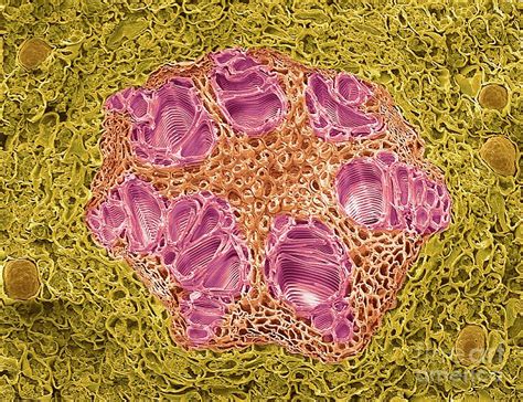 Monocotyledon Root Vascular Bundle Photograph By Steve Gschmeissner