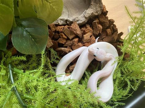 Fire Ball Python Full Morph Guide Key Facts And Pictures