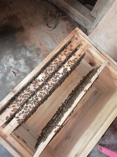 蜂王不見了工蜂會產卵這樣的蜂群應該怎麼救 每日頭條