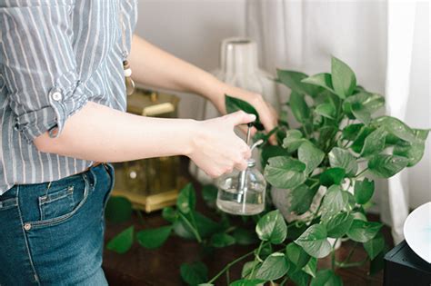 Meet The Only Houseplant I Can Keep Alive Dream Green Diy