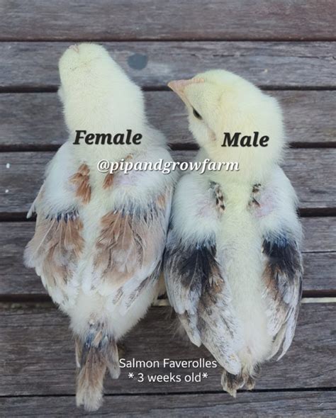 Sexing Heritage Breed Chicks Upon Hatch Facts And Myths Pip And Grow